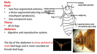 Cimex lectularius common bed bugggg.pptx
