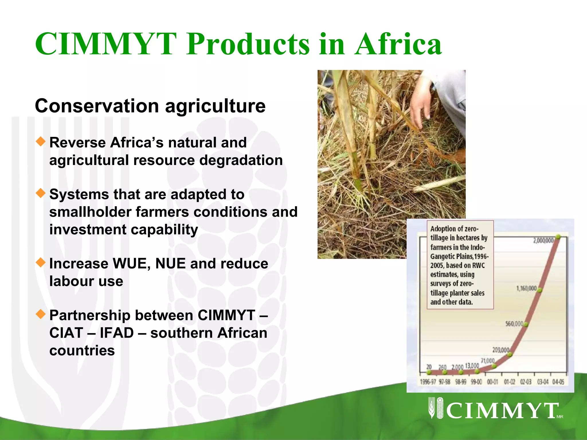 Cimmyt In Africa 2009 | PPT