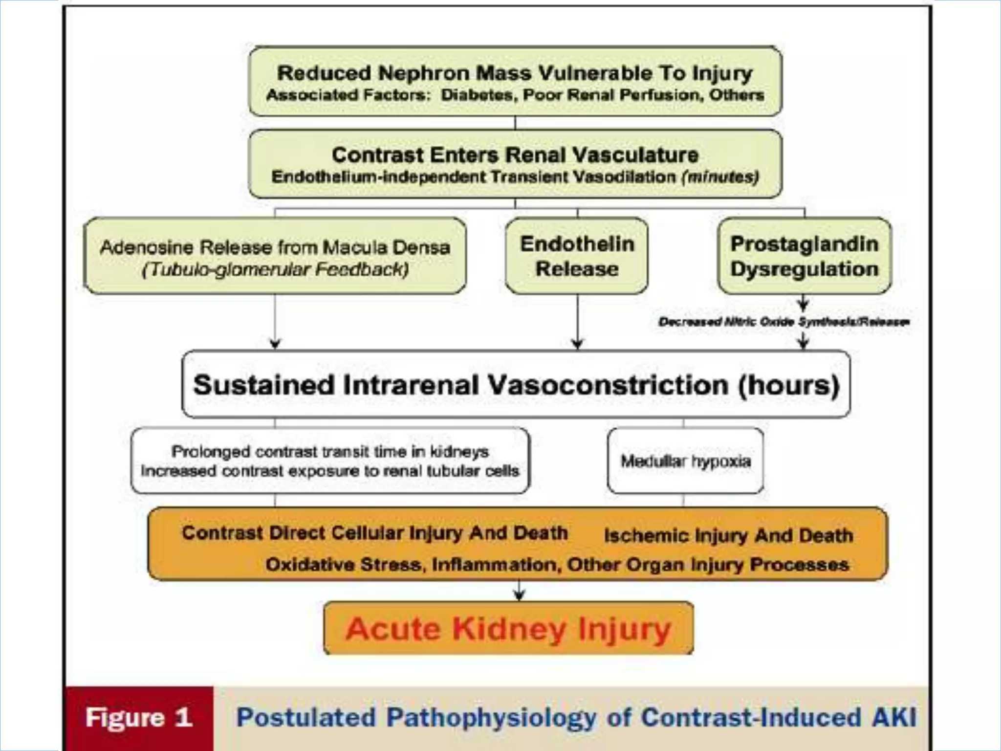 CONTRAST INDUCED NEPHROPATHY(CI-AKI) | PPTX