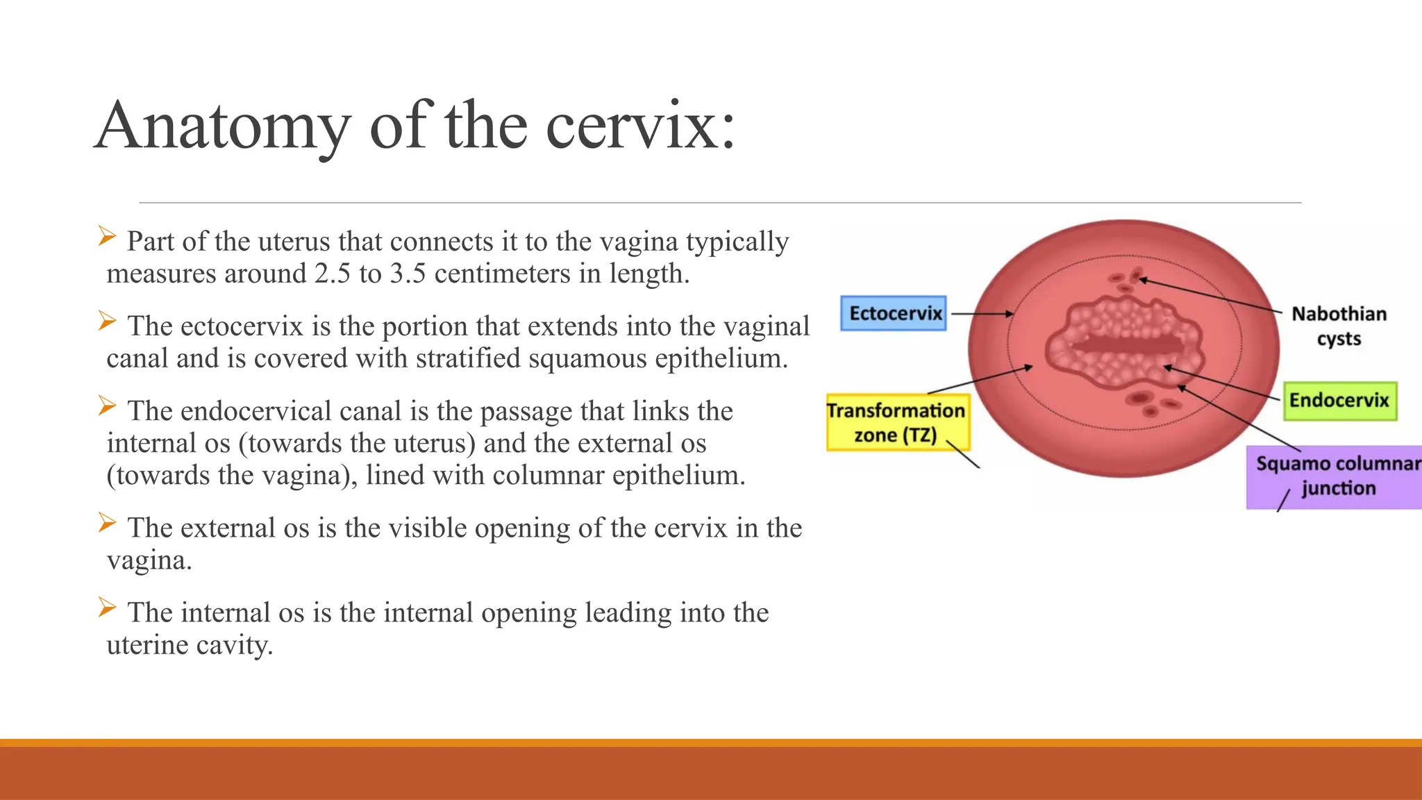 Premalingnant lesions of the cervix, CIN | PPTX