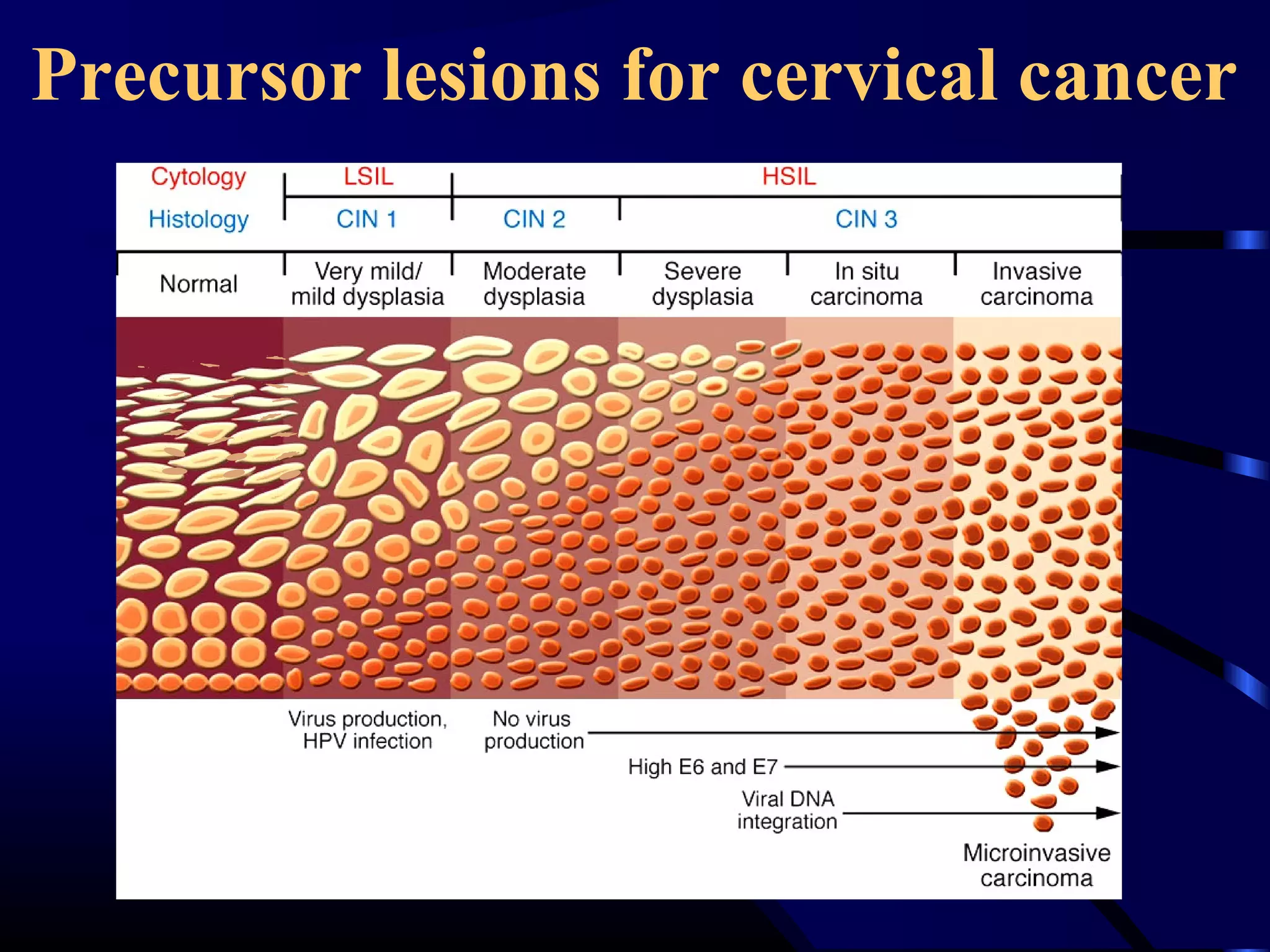 Cin&cancer cervix undergraduate | PPT
