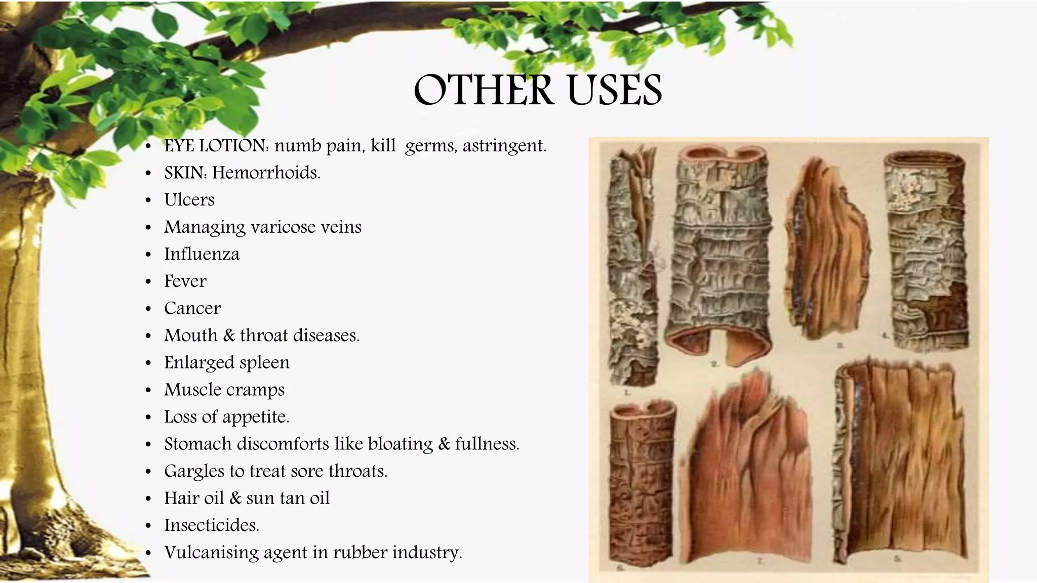 CINCHONA CONSTITUENTS AND USES | PPTX