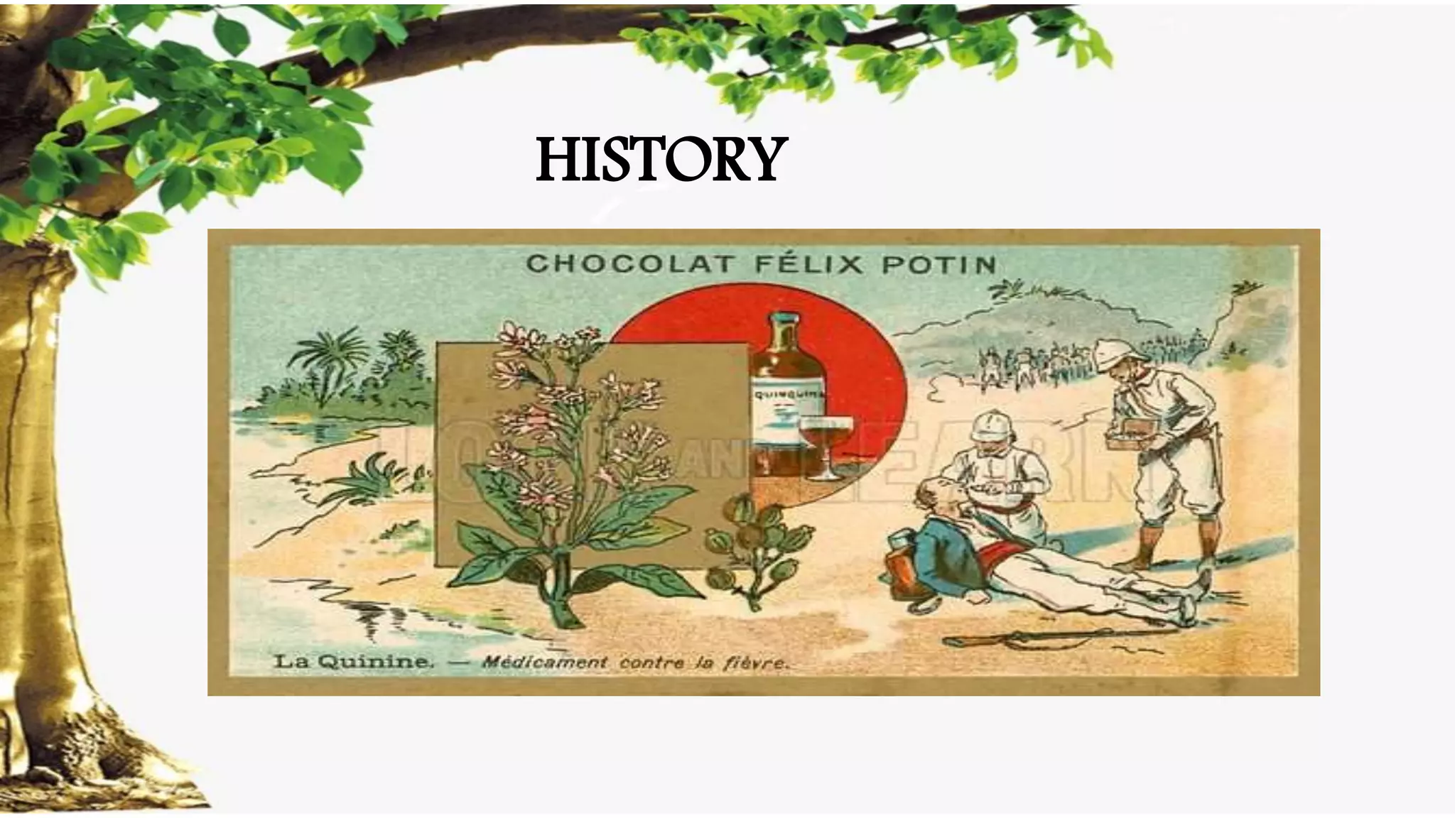 CINCHONA CONSTITUENTS AND USES | PPTX