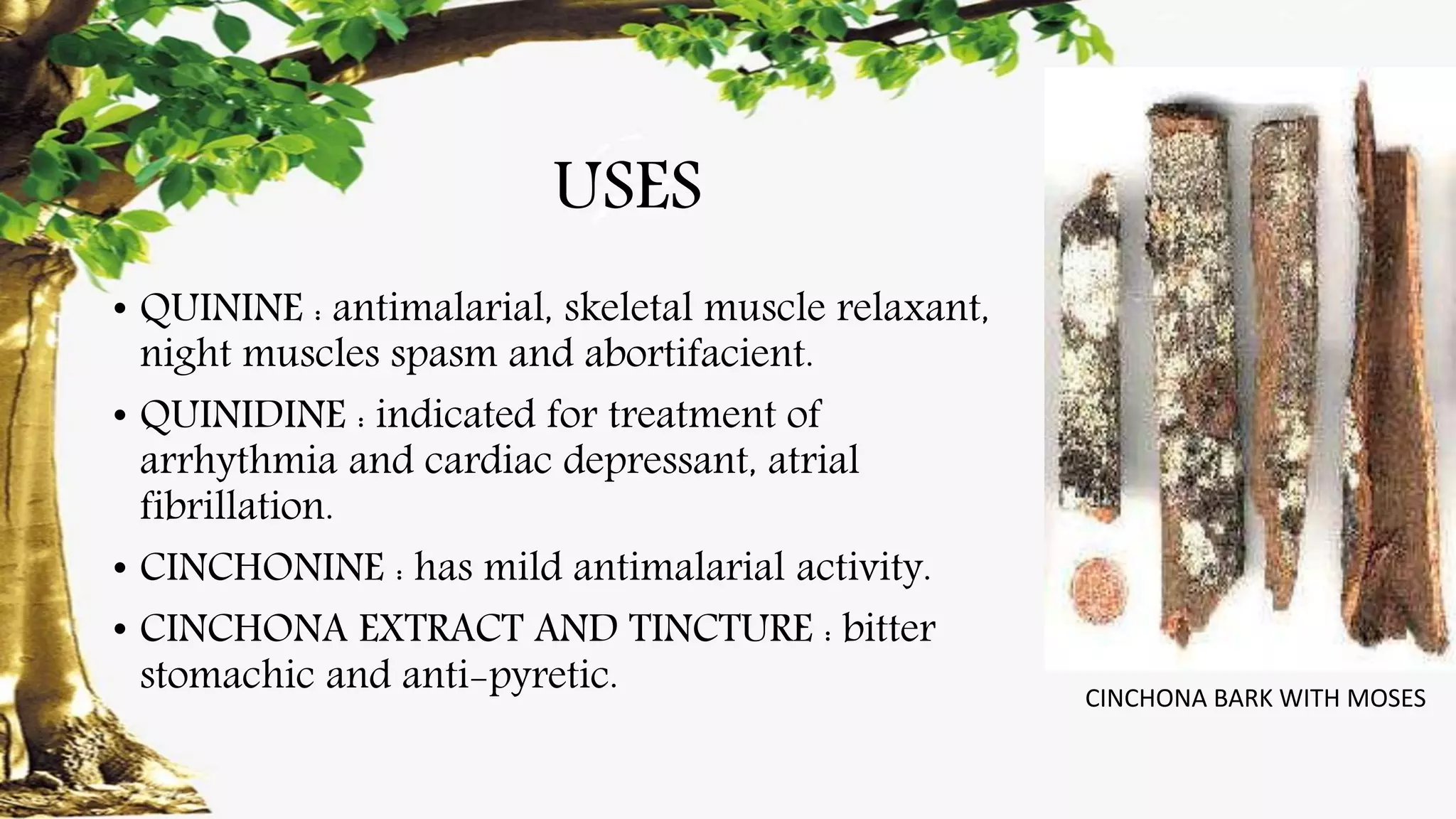 CINCHONA CONSTITUENTS AND USES | PPTX