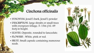 CINCHONA CONSTITUENTS AND USES | PPTX