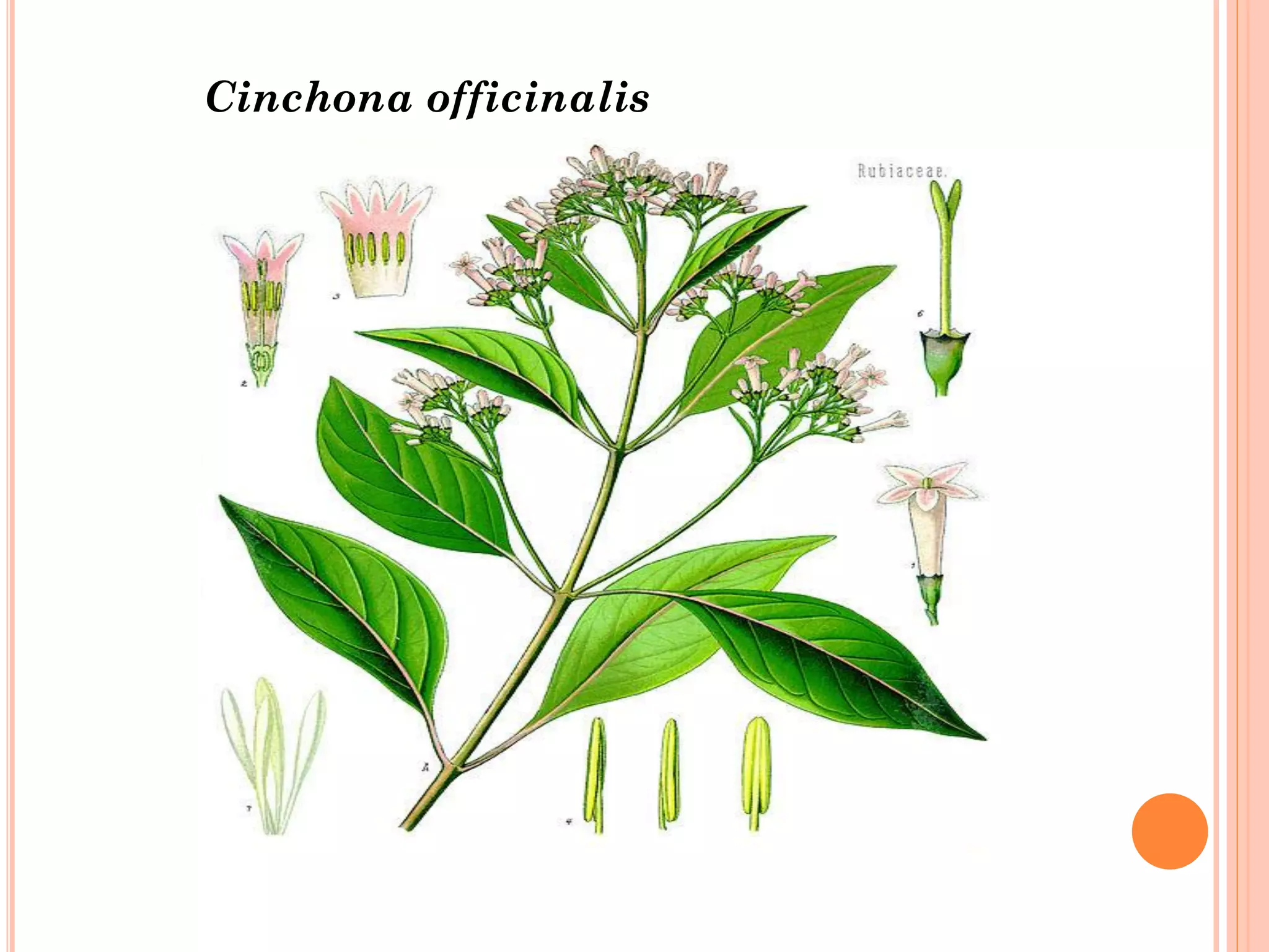 Cinchona | PDF