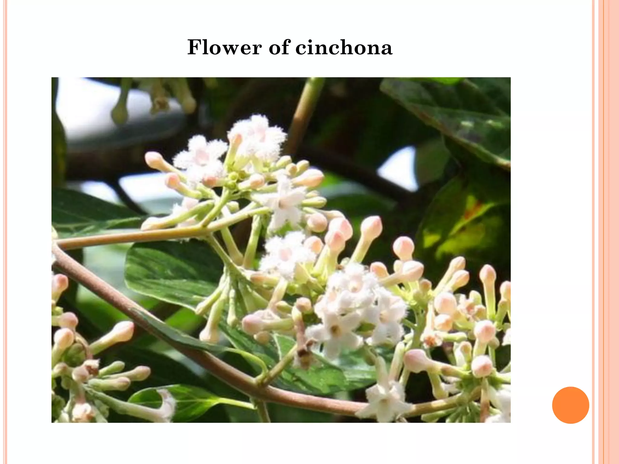 Cinchona | PDF