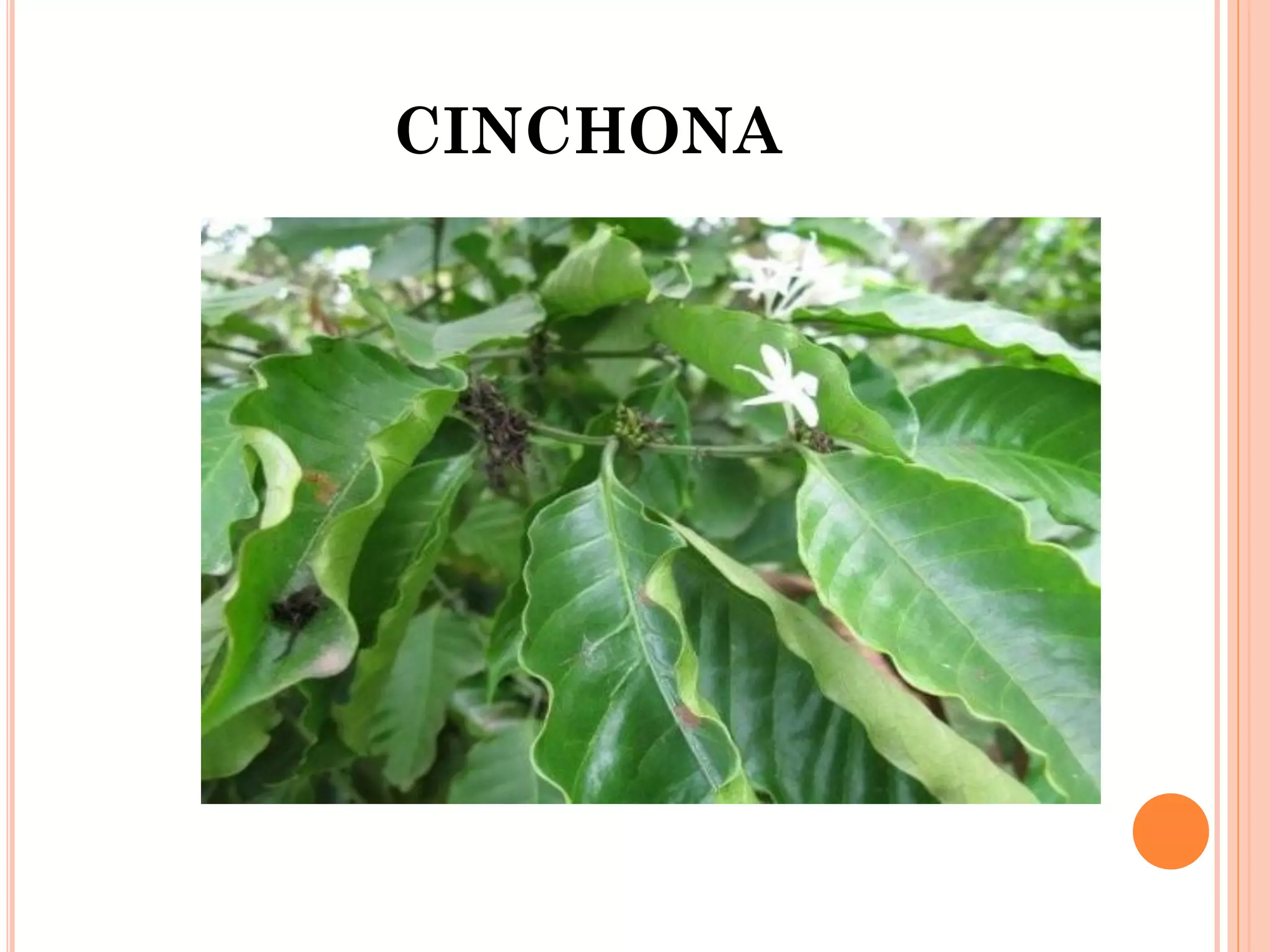 Cinchona | PDF