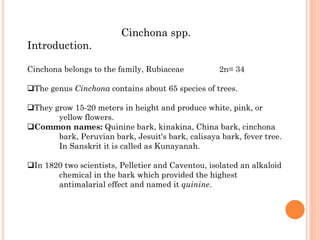 Cinchona | PDF