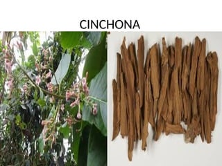 cinchona-alkaloid , source,macroscopy, microscopy,chemical test,uses | PPTX