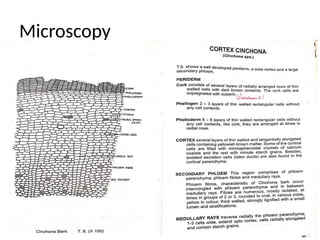 cinchona-alkaloid , source,macroscopy, microscopy,chemical test,uses | PPTX