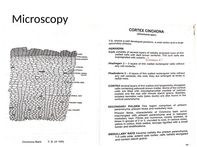 cinchona-alkaloid , source,macroscopy, microscopy,chemical test,uses | PPTX