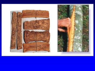 cinchona_alkaloids.ppt
