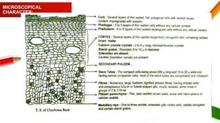 Cinchona Bark Microscopy