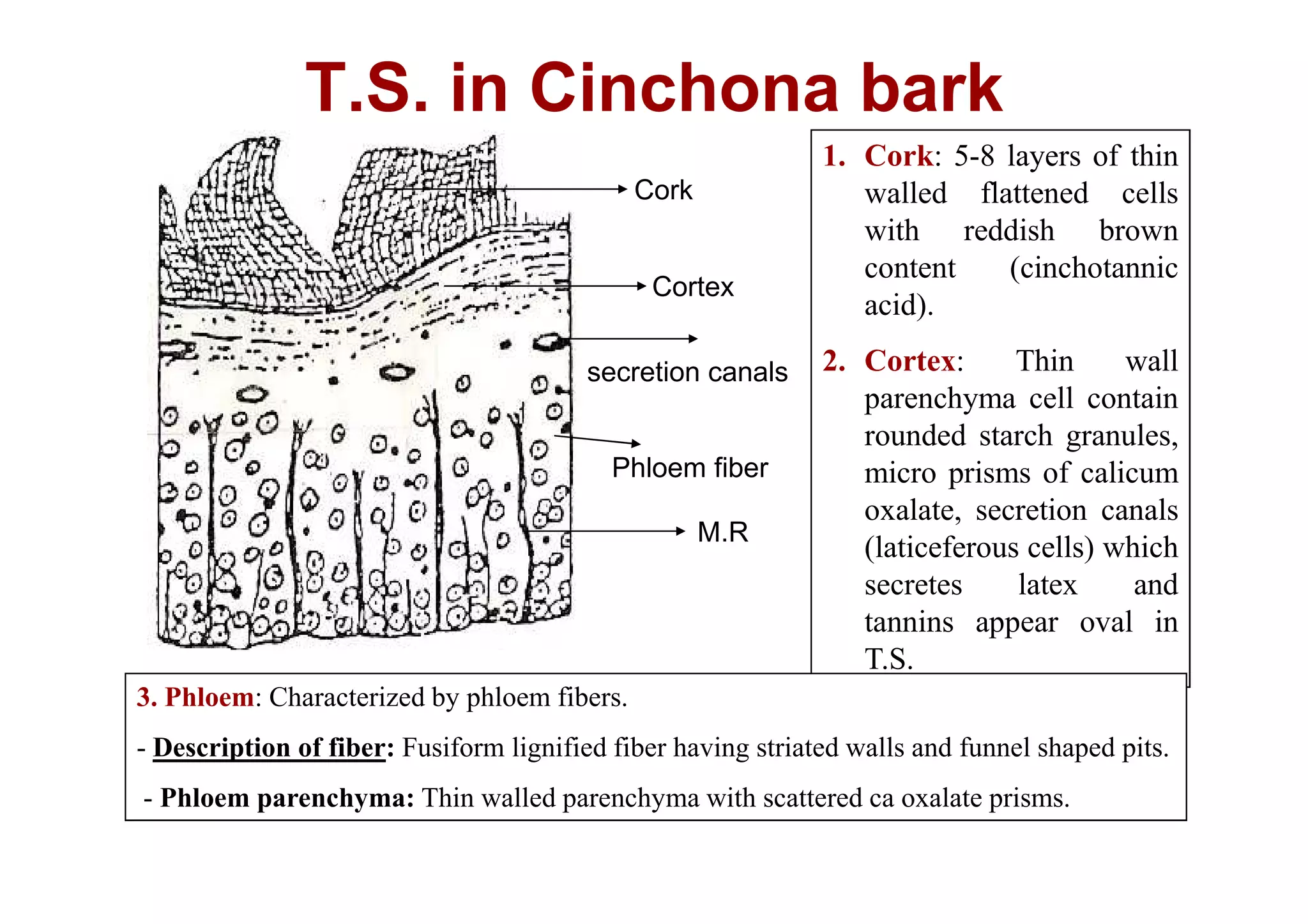 Scheme for description of Cinchona Bark | PDF