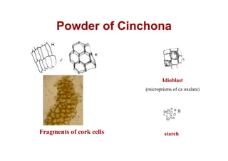 Scheme for description of Cinchona Bark | PDF