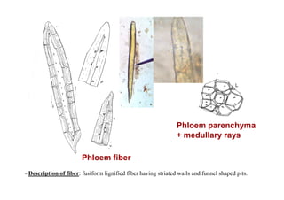 Scheme for description of Cinchona Bark | PDF