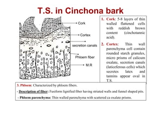 Cinchona Bark Microscopy