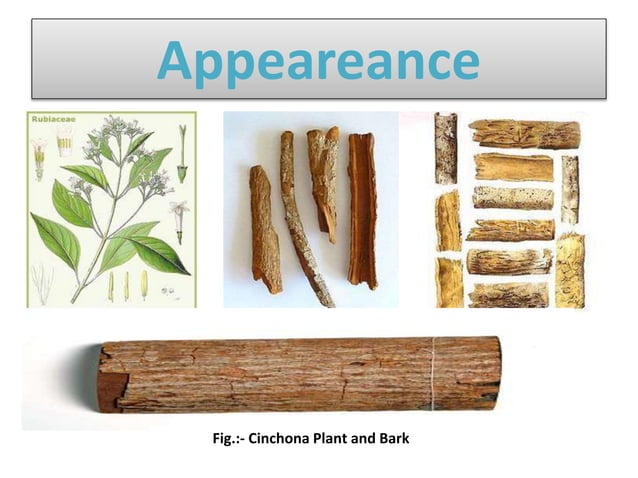 Cinchona by Mr. Mohit | PPTX | Chemistry | Science
