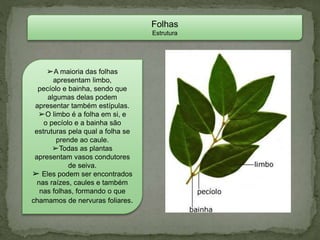 Folha Órgão Vegetativo - Ciências EIA - 2016 (8º ano) | PPTX