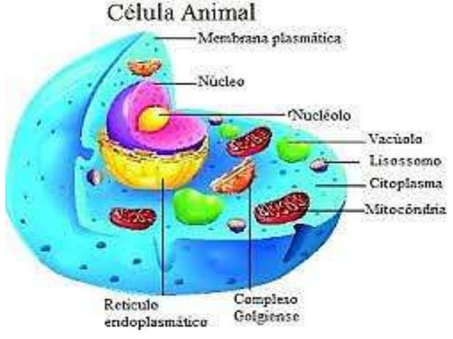Ciências biológica citologia | PPT
