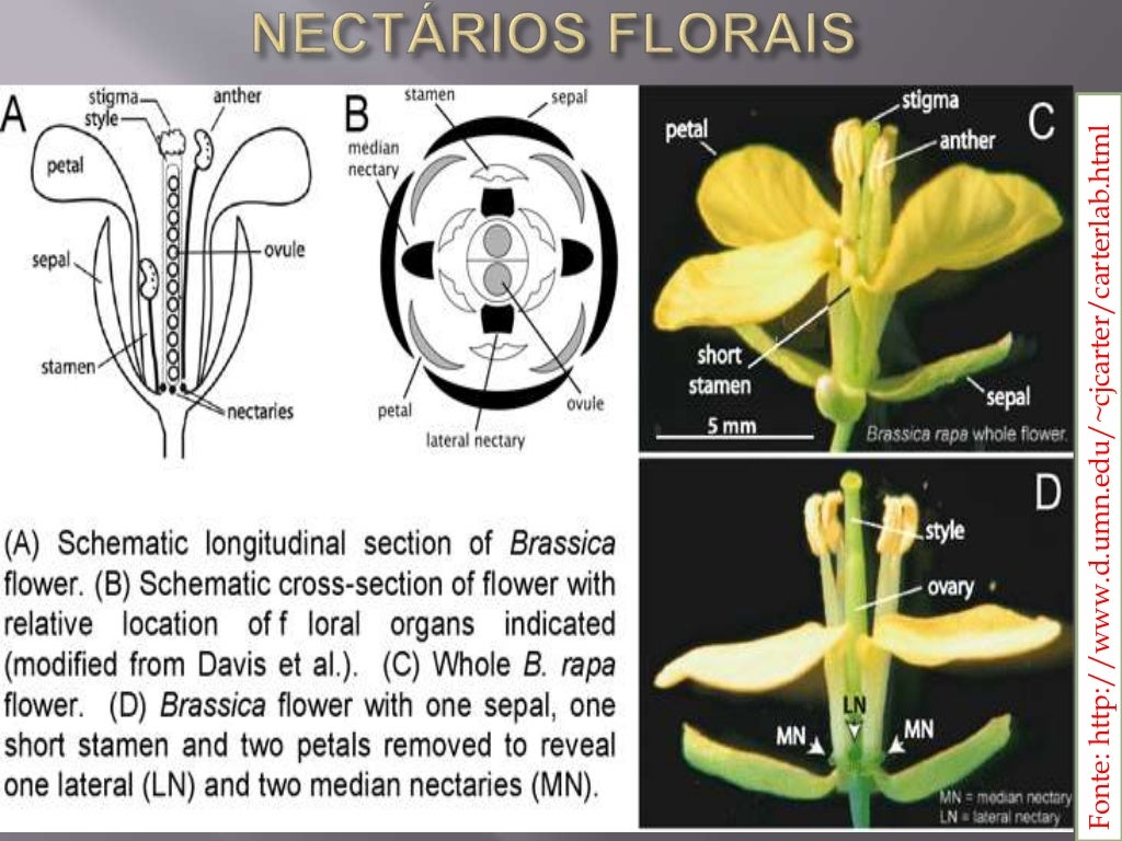 Botânica-Nectários Florais