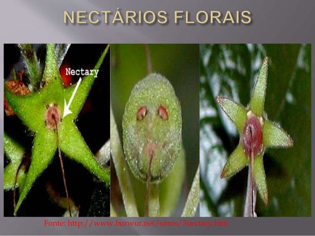 Botânica-Nectários Florais