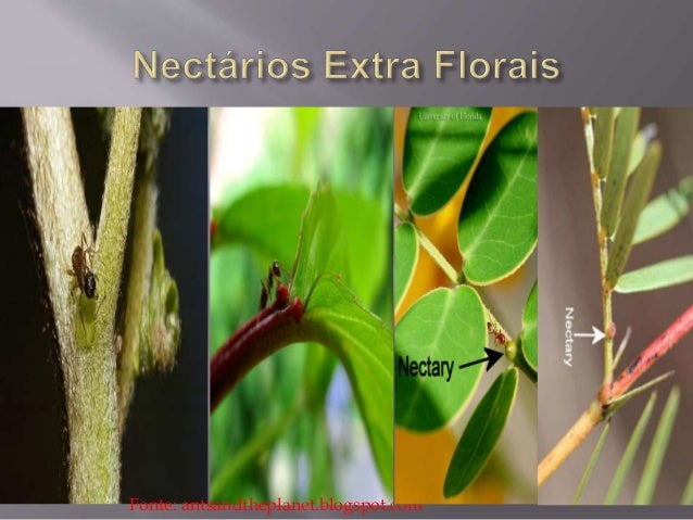 Botânica-Nectários Florais