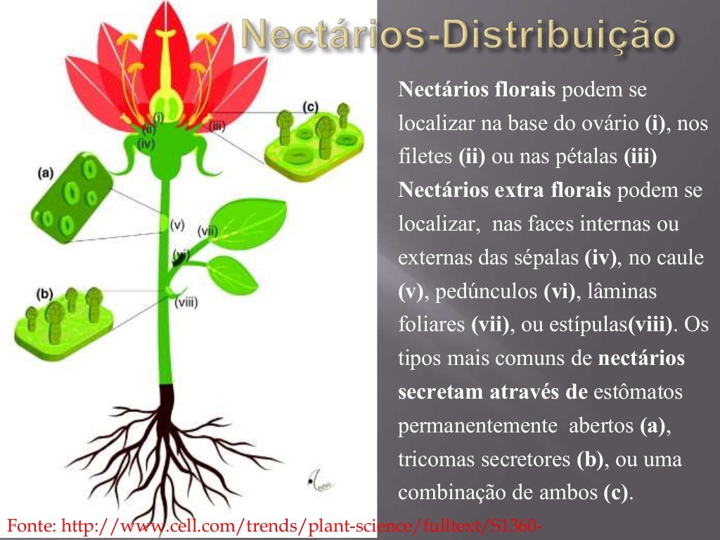 Botânica-Nectários Florais