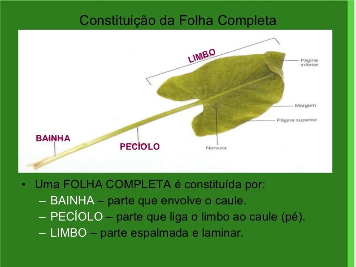 Quais Sao As Partes Constituintes De Uma Folha Completa? – WDXO