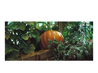 Cinderella pictures ch 11 15 | PPT