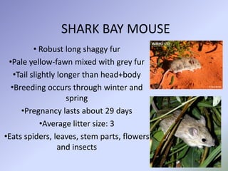 Shark Bay Mouse | PPT