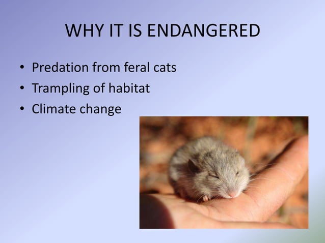 Shark Bay Mouse | PPT