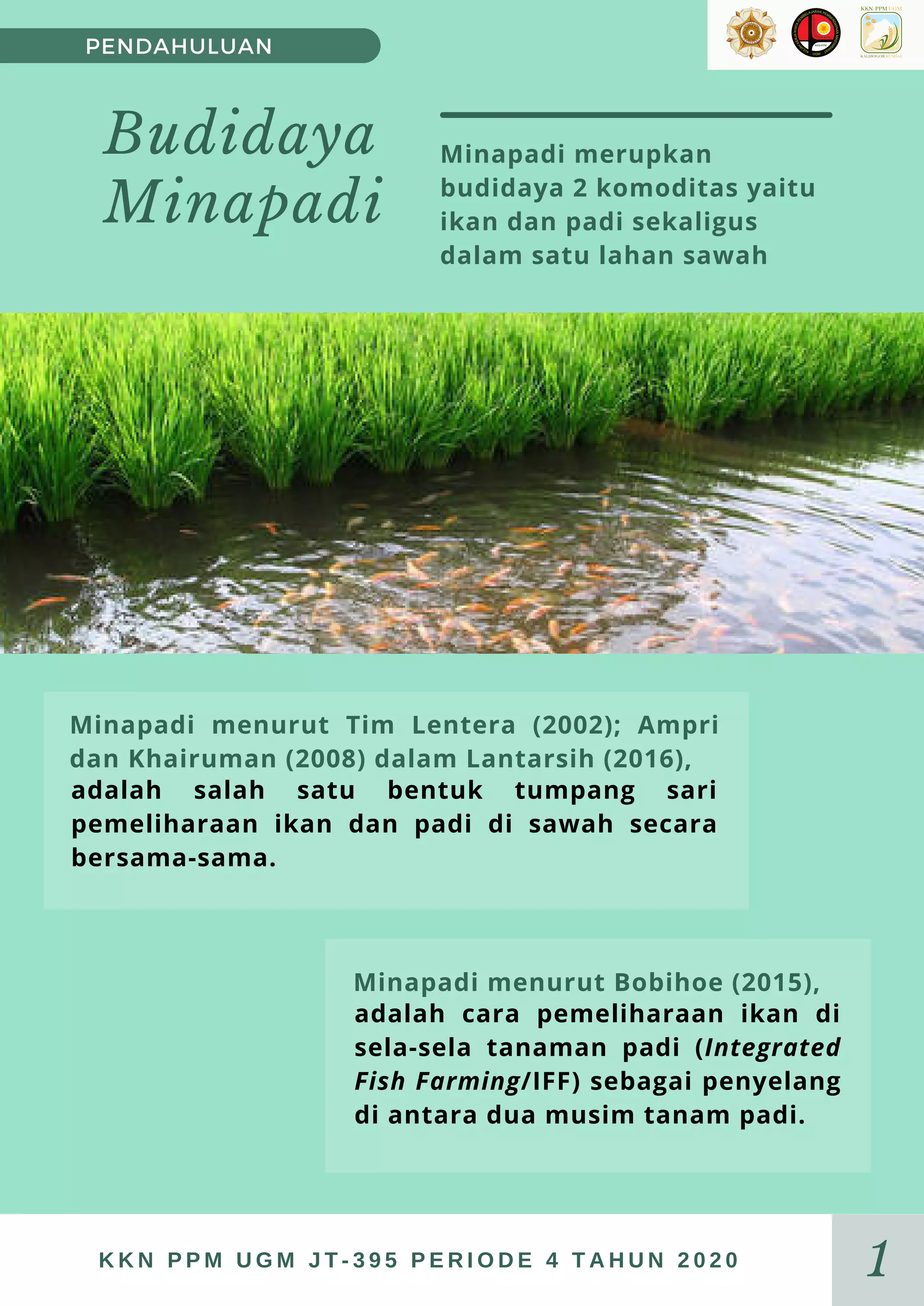 Cindy booklet pengenalan budidaya minapadi | PDF
