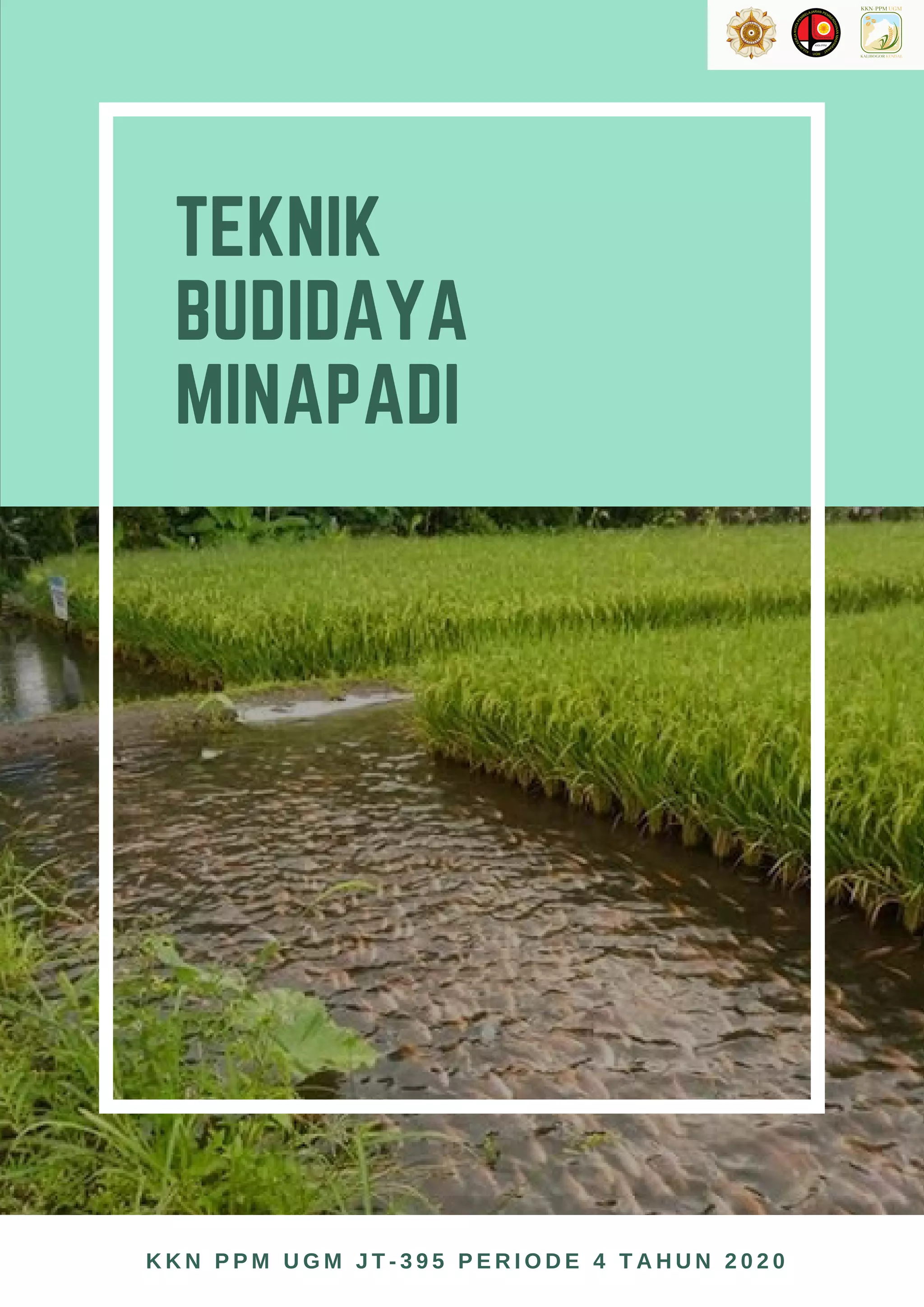 Cindy booklet pengenalan budidaya minapadi | PDF