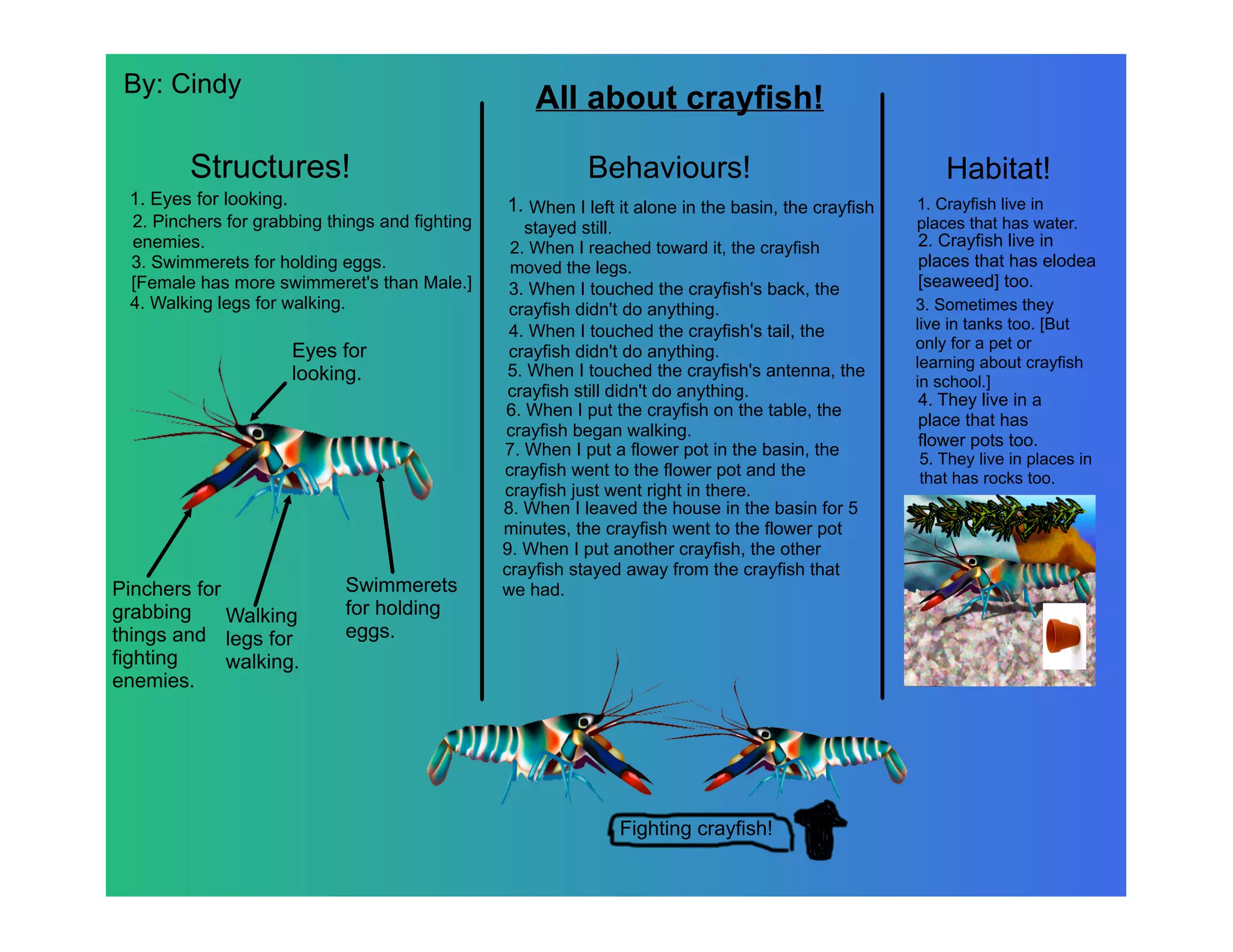 Cindy crayfish | PDF