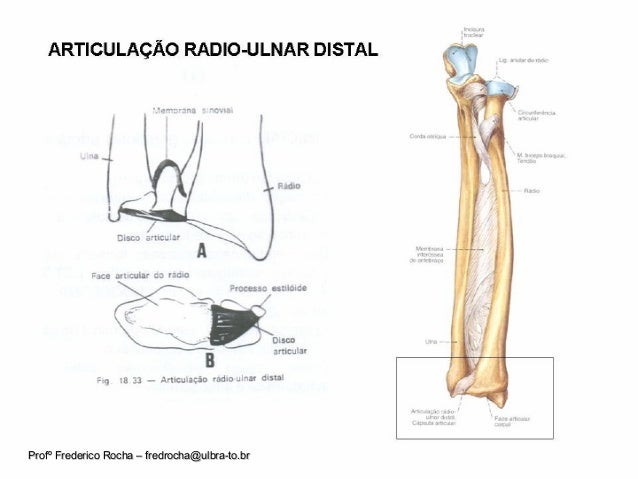 Cinesiologia e biomecanica do cotovelo
