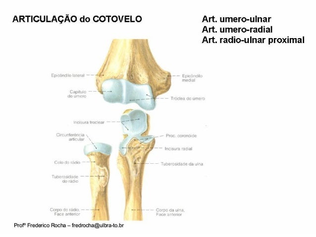 Anatomia Do Cotovelo Ligamentos E Tendoes Elbow Ligaments (Continued)