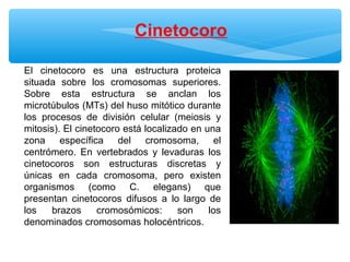 Cineto | PPT