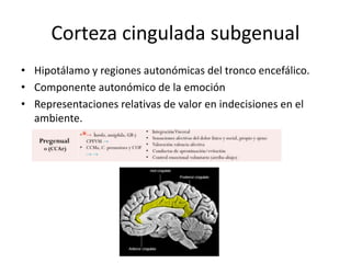 Corteza del Cingulo_ neuroanatomia .pptx