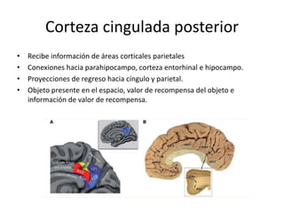 Corteza del Cingulo_ neuroanatomia .pptx