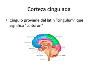 Corteza del Cingulo_ neuroanatomia .pptx