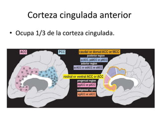 Corteza del Cingulo_ neuroanatomia .pptx