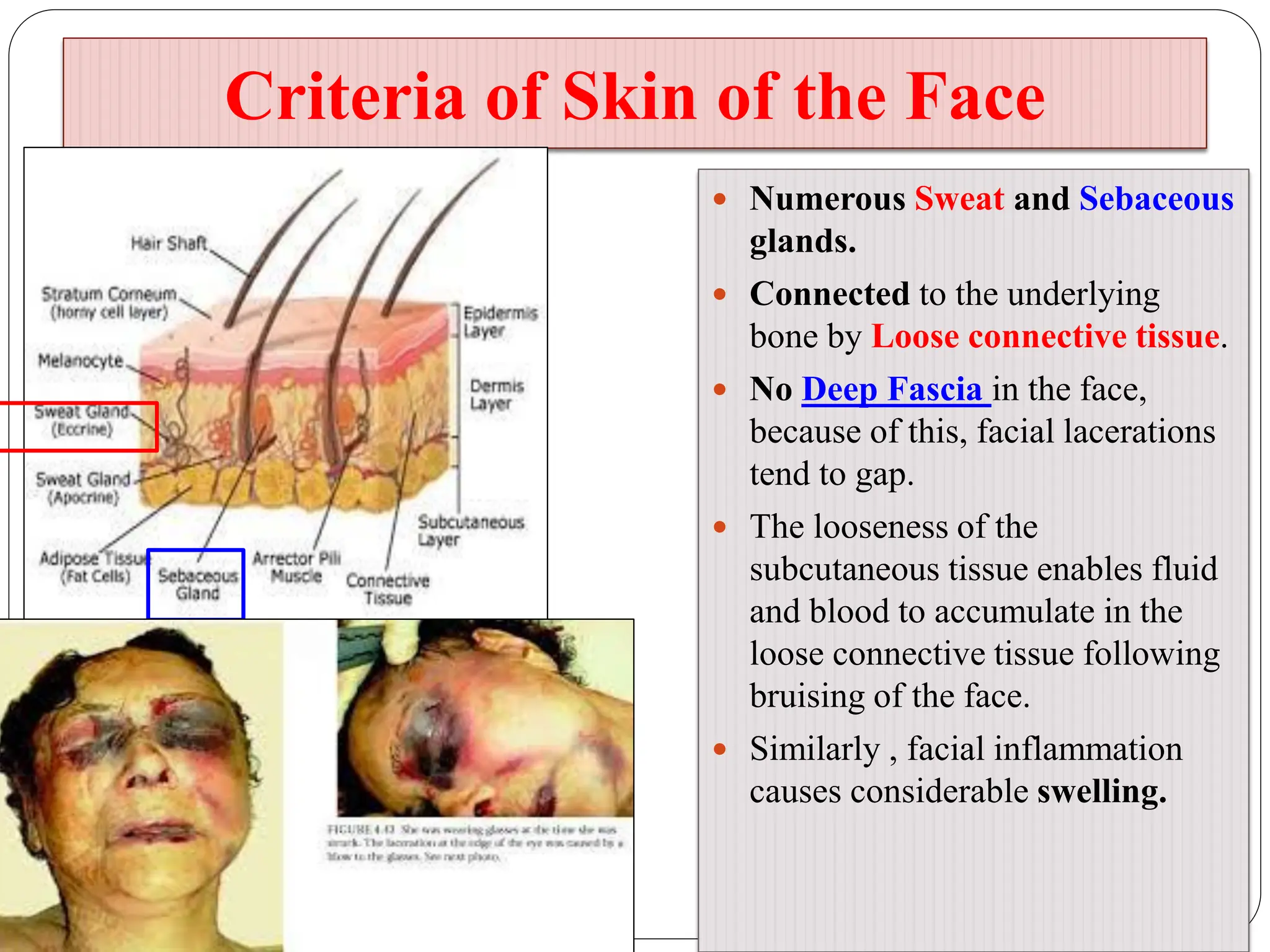 Cinical Anatomy of Face for anatomy studies.pdf