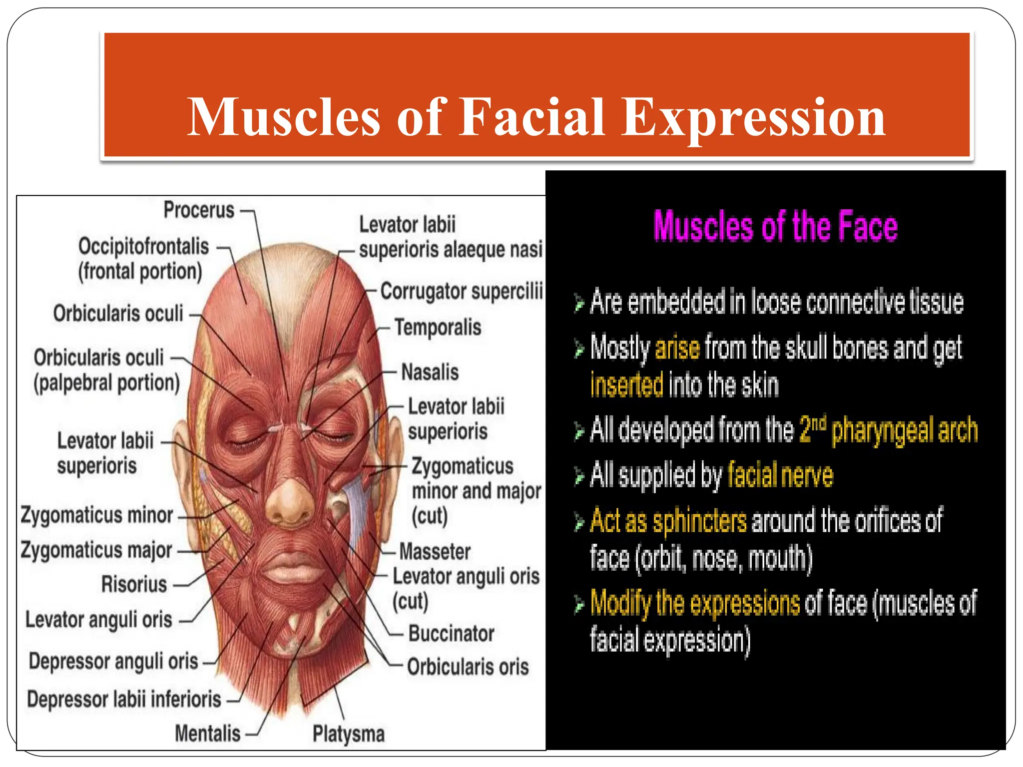 Cinical Anatomy of Face for anatomy studies.pdf