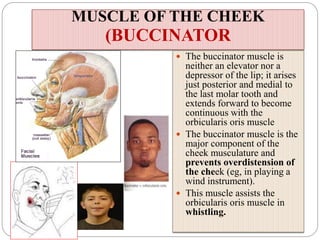Cinical Anatomy of Face for anatomy studies.pdf