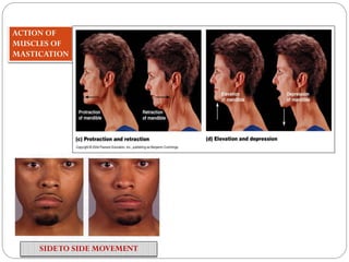Cinical Anatomy of Face for anatomy studies.pdf