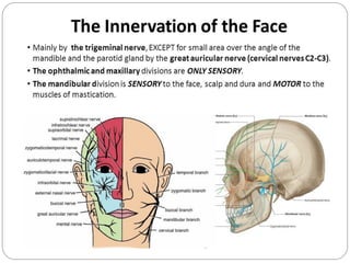 Cinical Anatomy of Face for anatomy studies.pdf