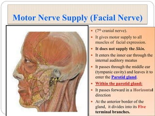 Cinical Anatomy of Face for anatomy studies.pdf