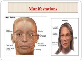 Cinical Anatomy of Face for anatomy studies.pdf